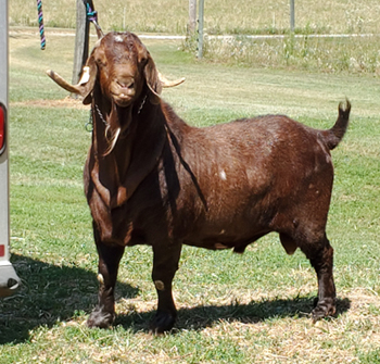 DAVIDSON LIVESTOCK Boer goats - We've 'ENNOBLED' six of our stud bucks!